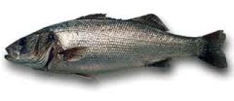 Module poissons - Photos